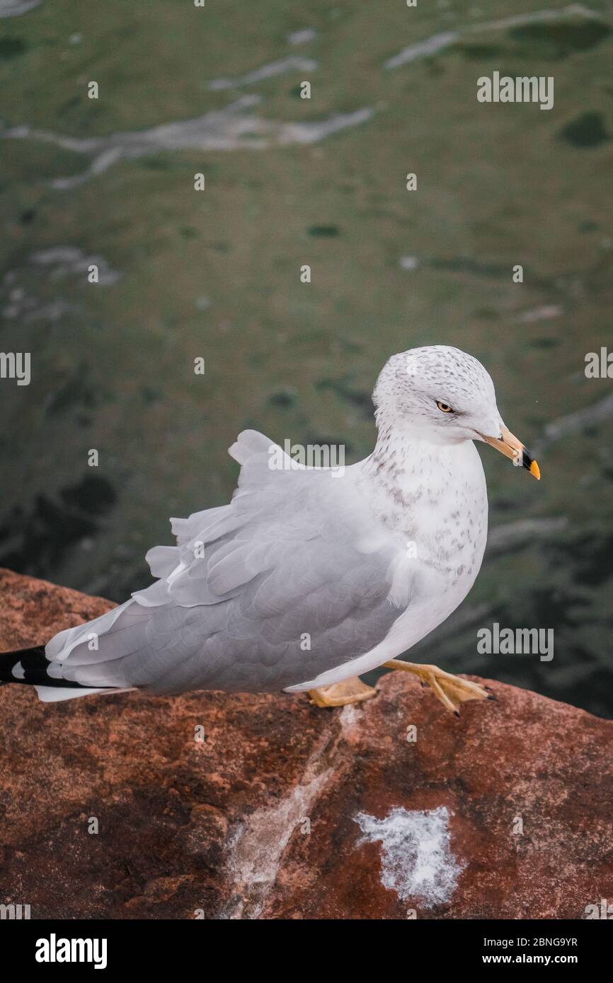 Vertical high angle shot of a seagull on a rock captured by the ocean ...