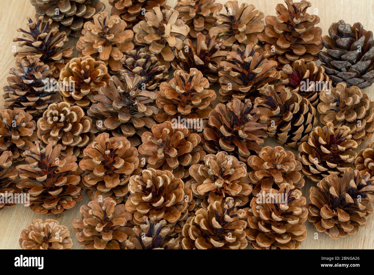pine cones background Stock Photo - Alamy