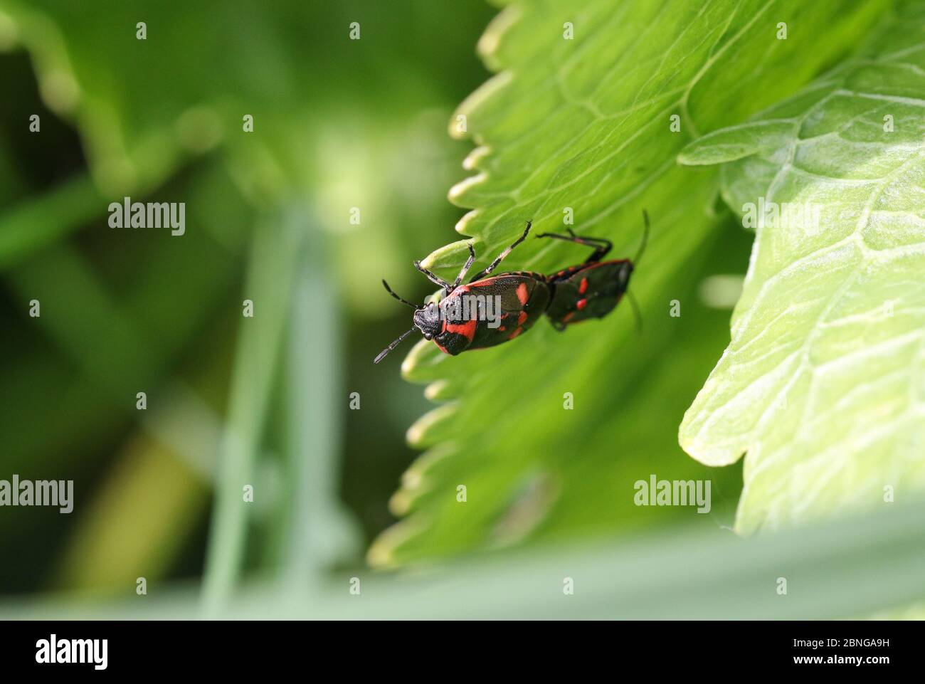 A mating pair of Brassica Shieldbug, Eurydema oleracea, perching on a ...