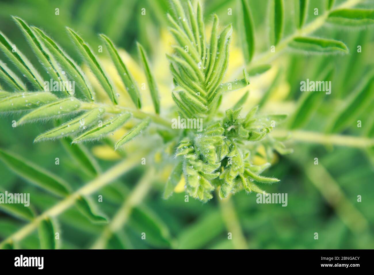Astragalus close-up. Also called milk vetch, goat's-thorn or vine-like ...