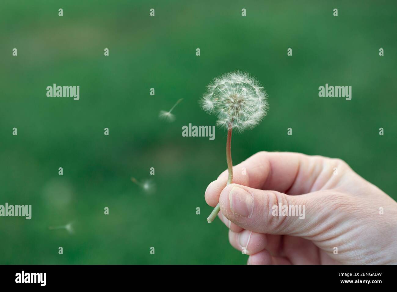 Dandelion seed pod hi-res stock photography and images - Alamy