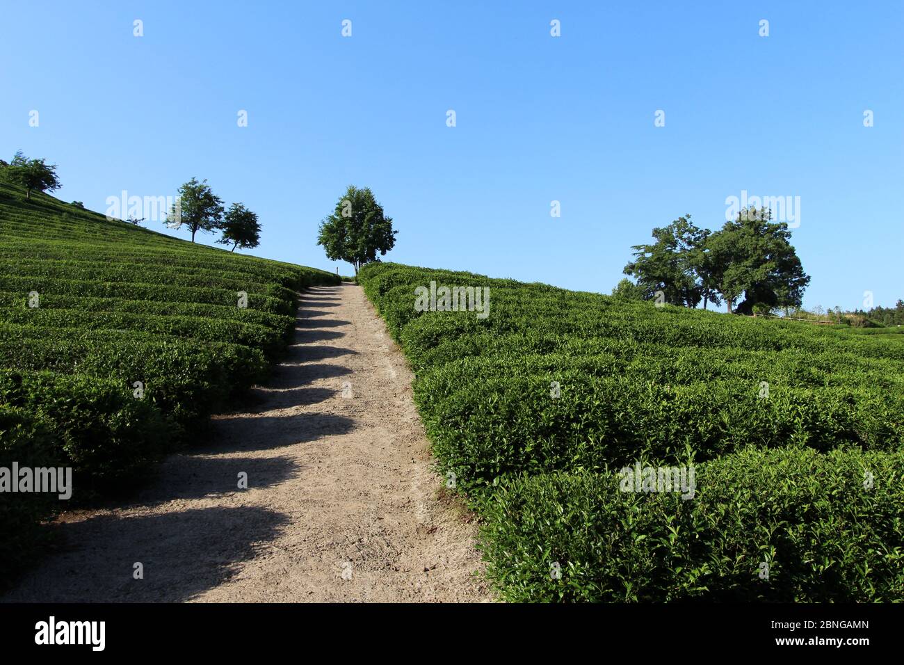 Green tea field in korea Stock Photo - Alamy