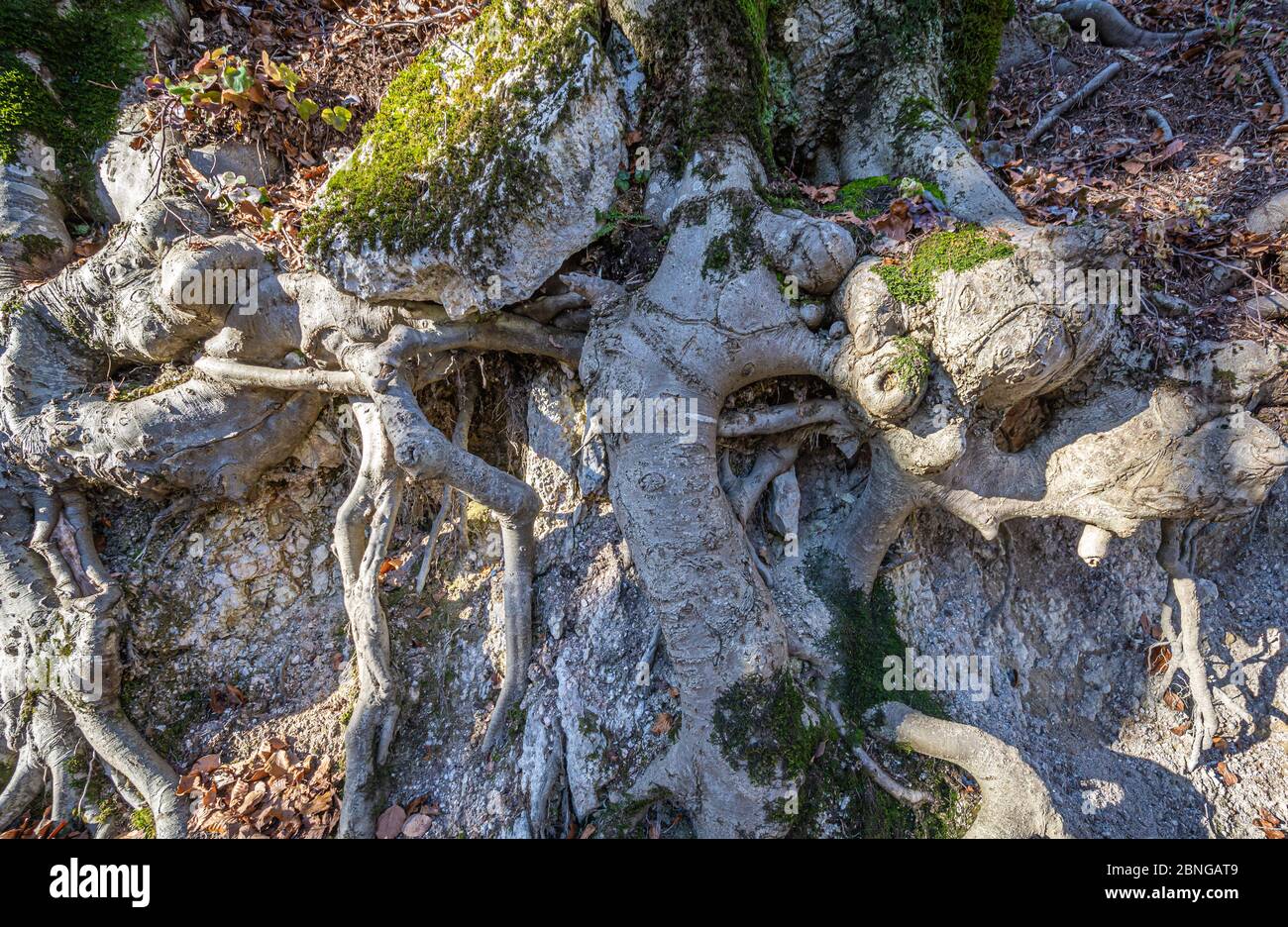 Erosion roots hi-res stock photography and images - Alamy