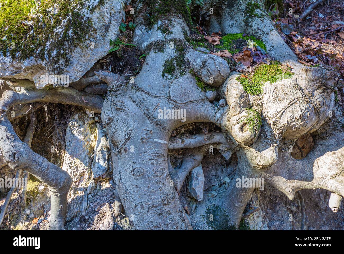 Tree roots erosion hi-res stock photography and images - Alamy