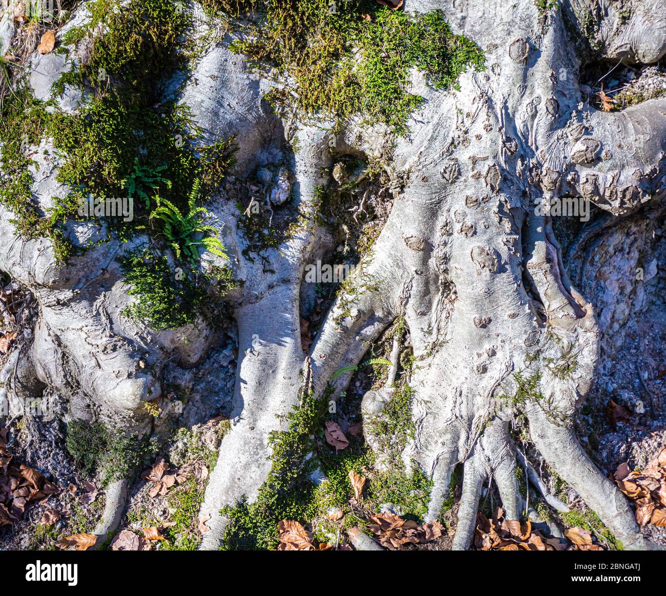Plant roots texture hi-res stock photography and images - Alamy