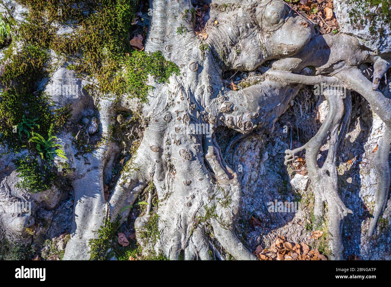 Erosion roots hi-res stock photography and images - Alamy