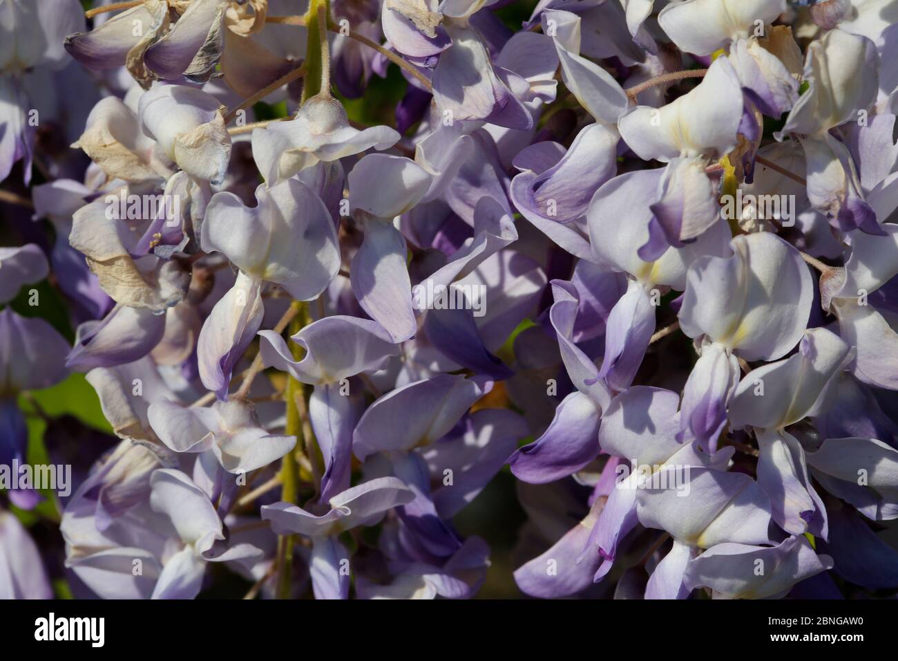 Showy panicle hi-res stock photography and images - Alamy