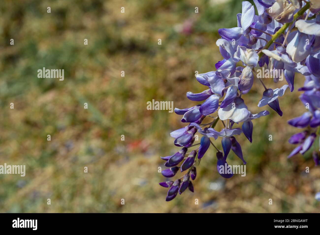 purple panicle tree Stock Photo - Alamy