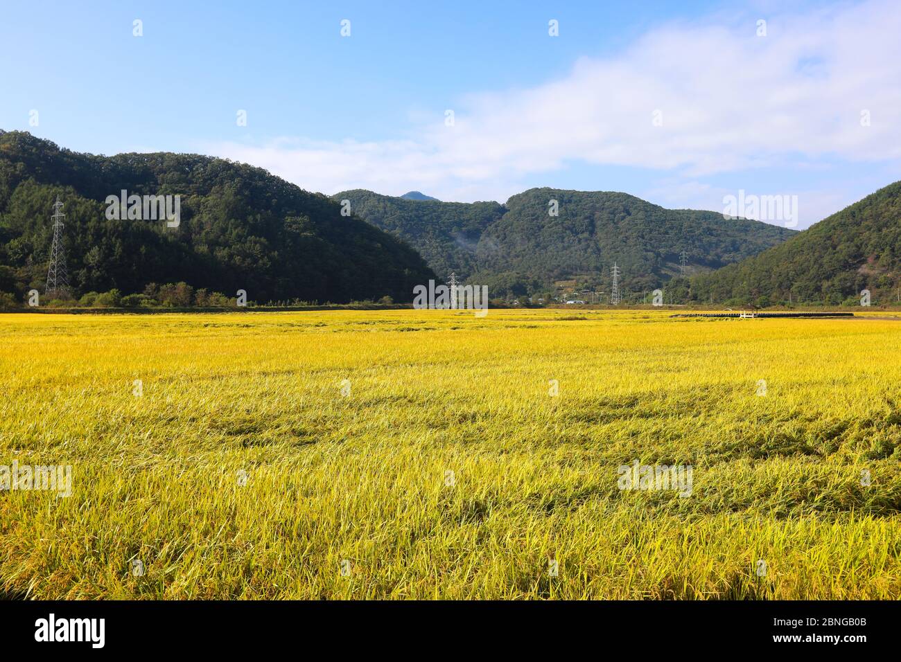 Autumn rice field scenery. Chungcheongbuk-do, South Korea Stock Photo ...