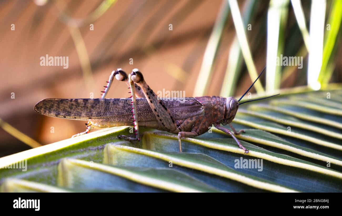 Closeup shot of a locust on a plant with a blurred background Stock ...