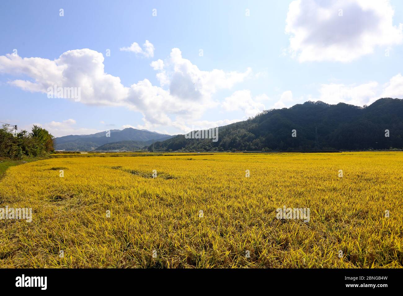 Autumn rice field scenery. Chungcheongbuk-do, South Korea Stock Photo ...