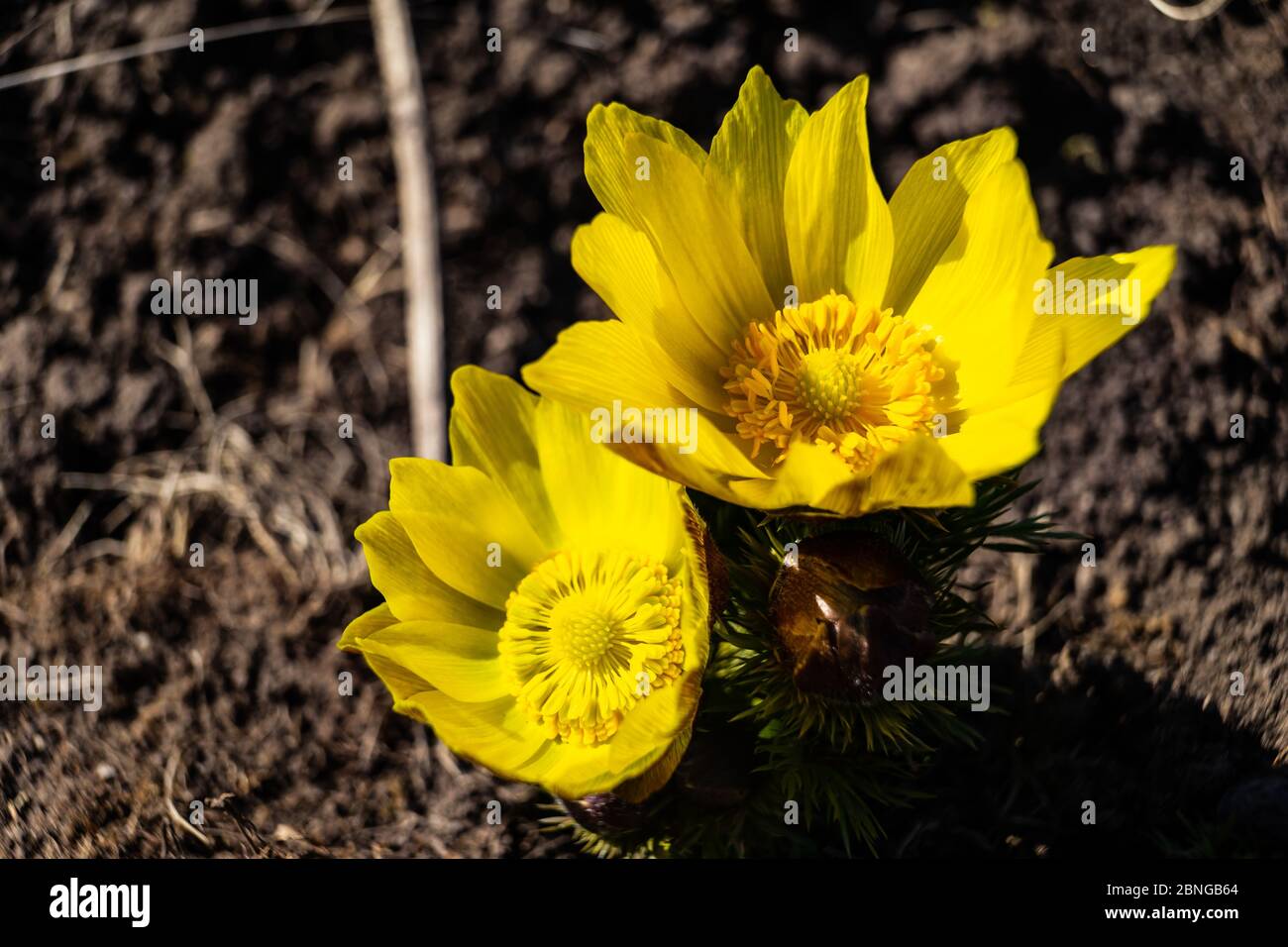 High angle selective focus shot of two yellow flowers on the muddy ...