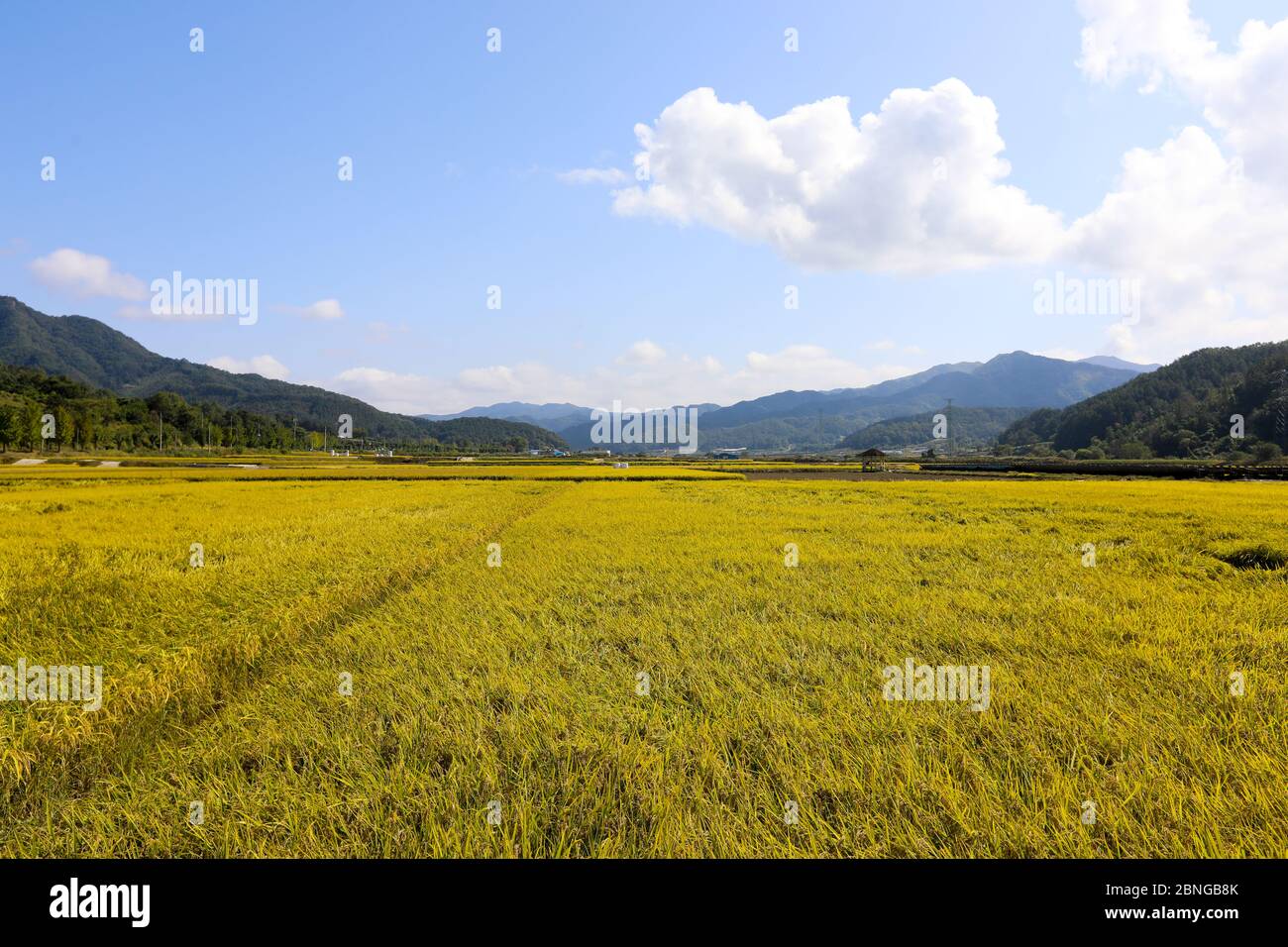 Autumn rice field scenery. Chungcheongbuk-do, South Korea Stock Photo ...