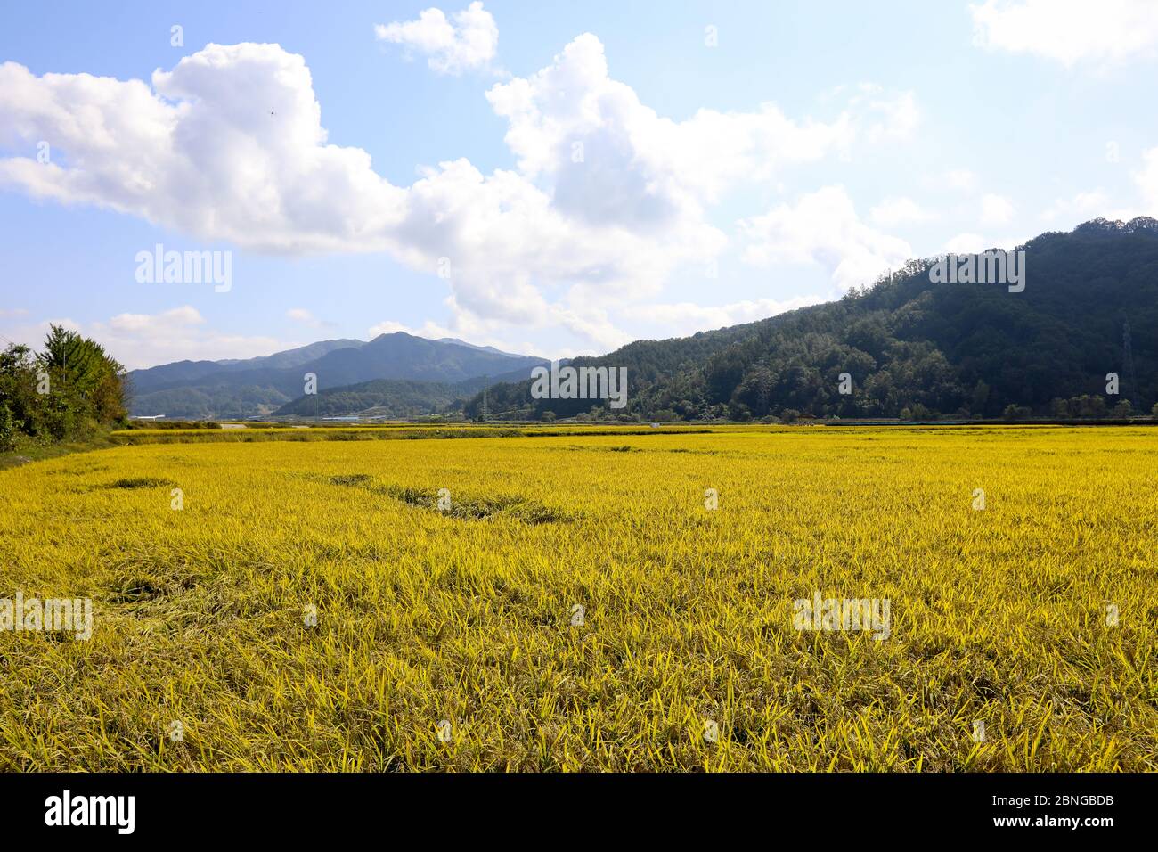 South korean rice farm hi-res stock photography and images - Alamy