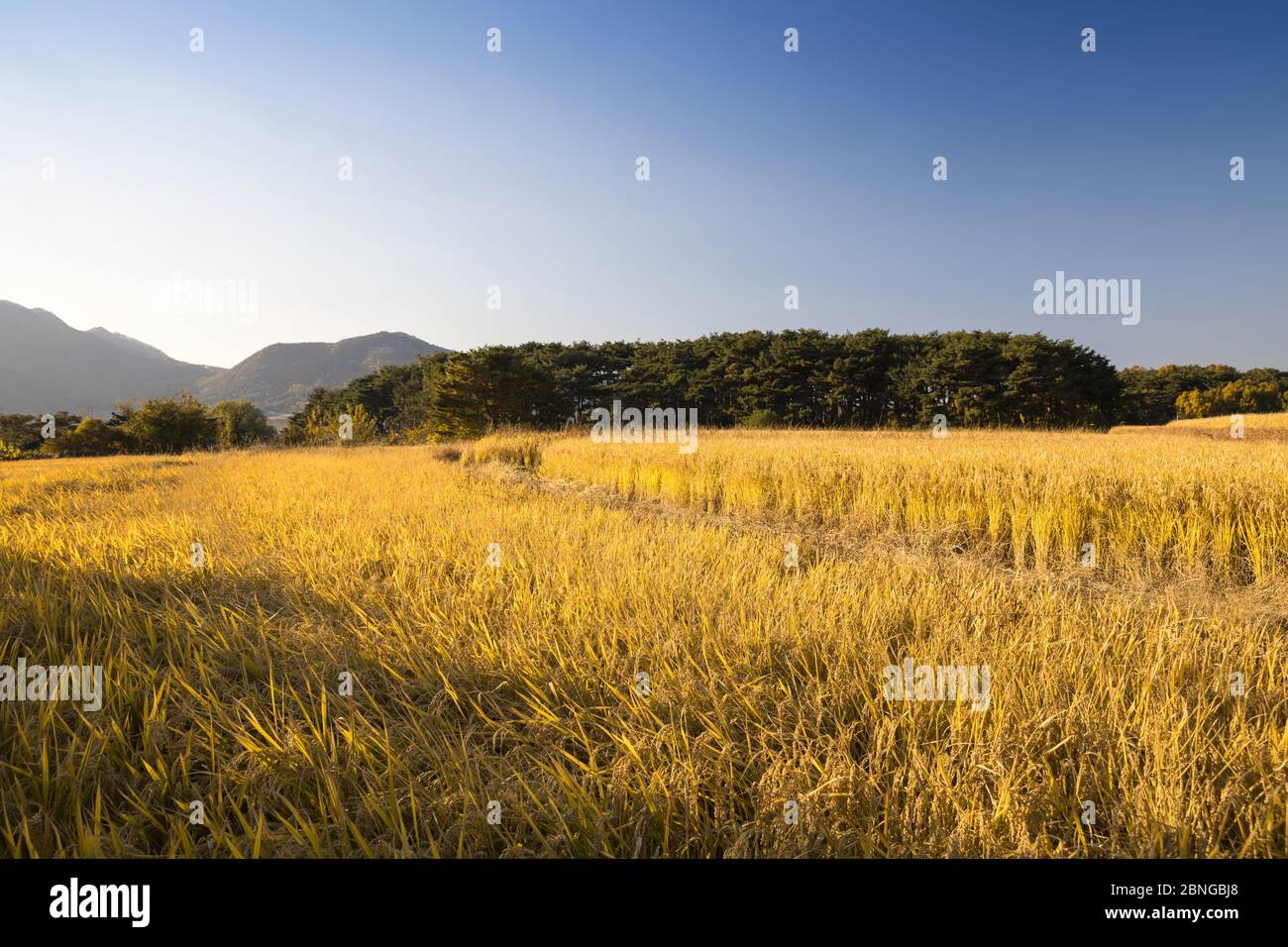 Autumn rice field scenery. Asan Oeam village, South Korea Stock Photo ...