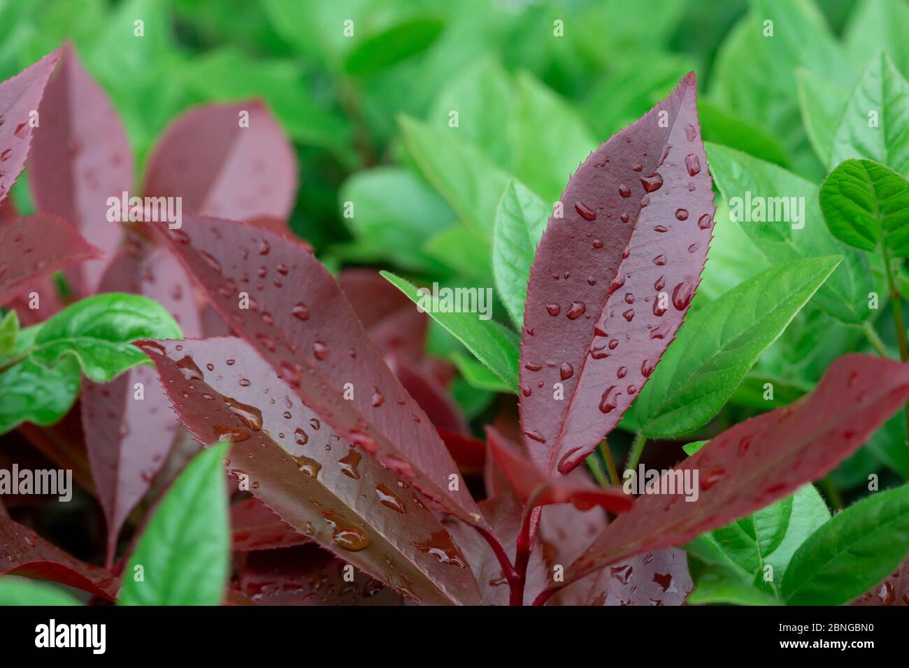 Water drops on red leaves Stock Photo - Alamy