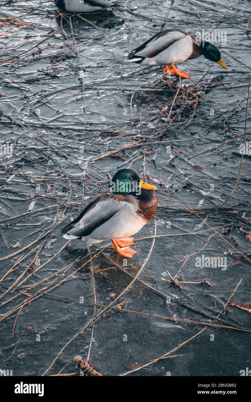 Vertical high angle shot of ducks on the muddy ground covered with ...