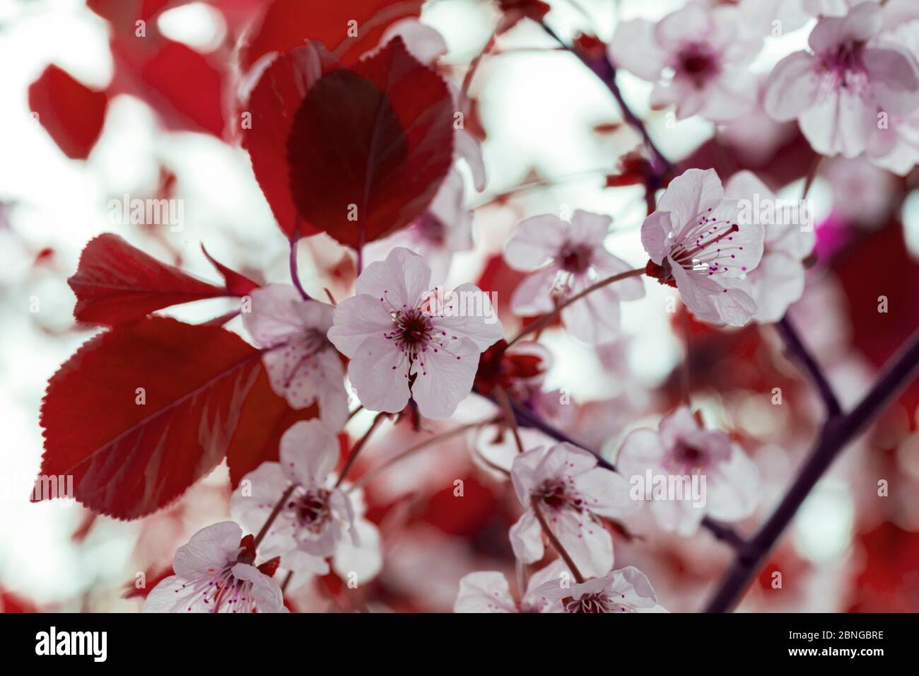 Buds of flowers on a branch Stock Photo - Alamy