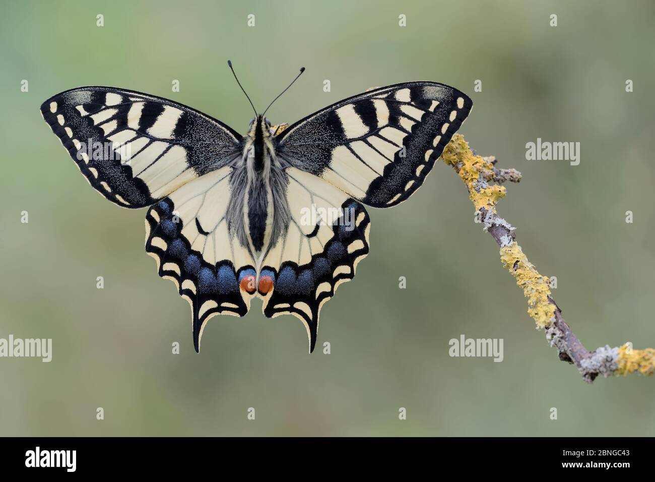 The Old World Swallowtail (Papilio machaon Stock Photo - Alamy