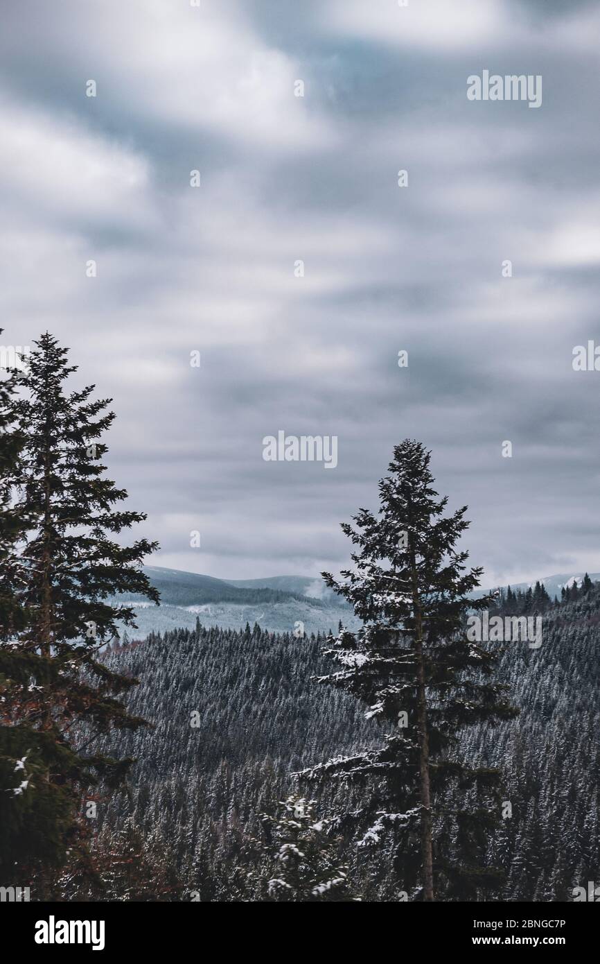Vertical shot of a forest covered in mild snow under a cloudy sky Stock ...