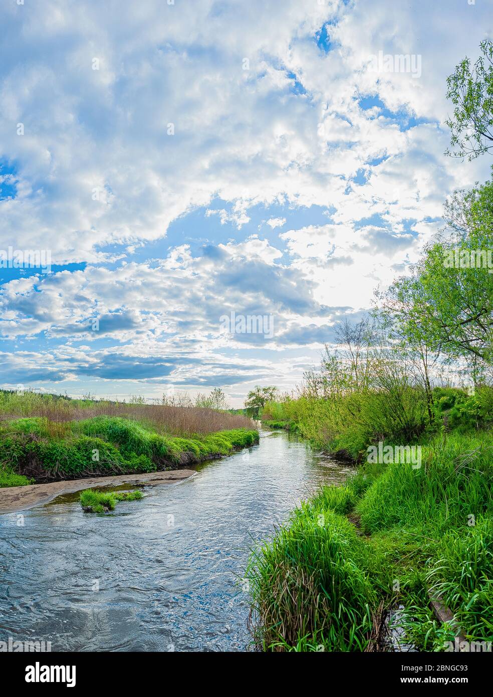 Small sallow hi-res stock photography and images - Alamy