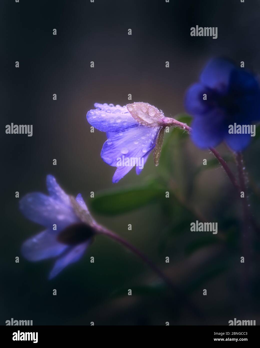 Finland nature wallpaper hi-res stock photography and images - Alamy