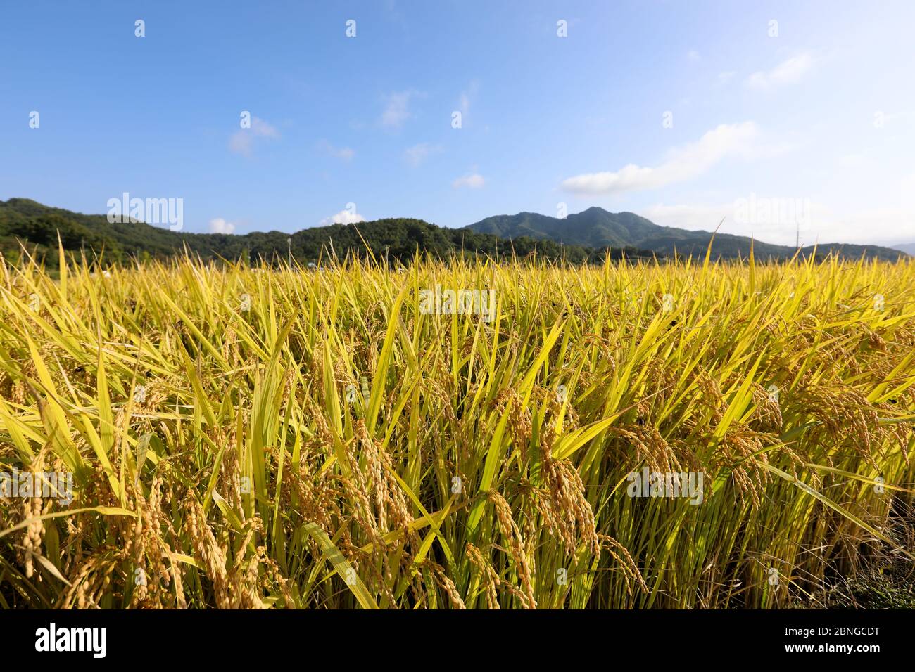 Autumn rice field scenery. Chungcheongbuk-do, South Korea Stock Photo ...