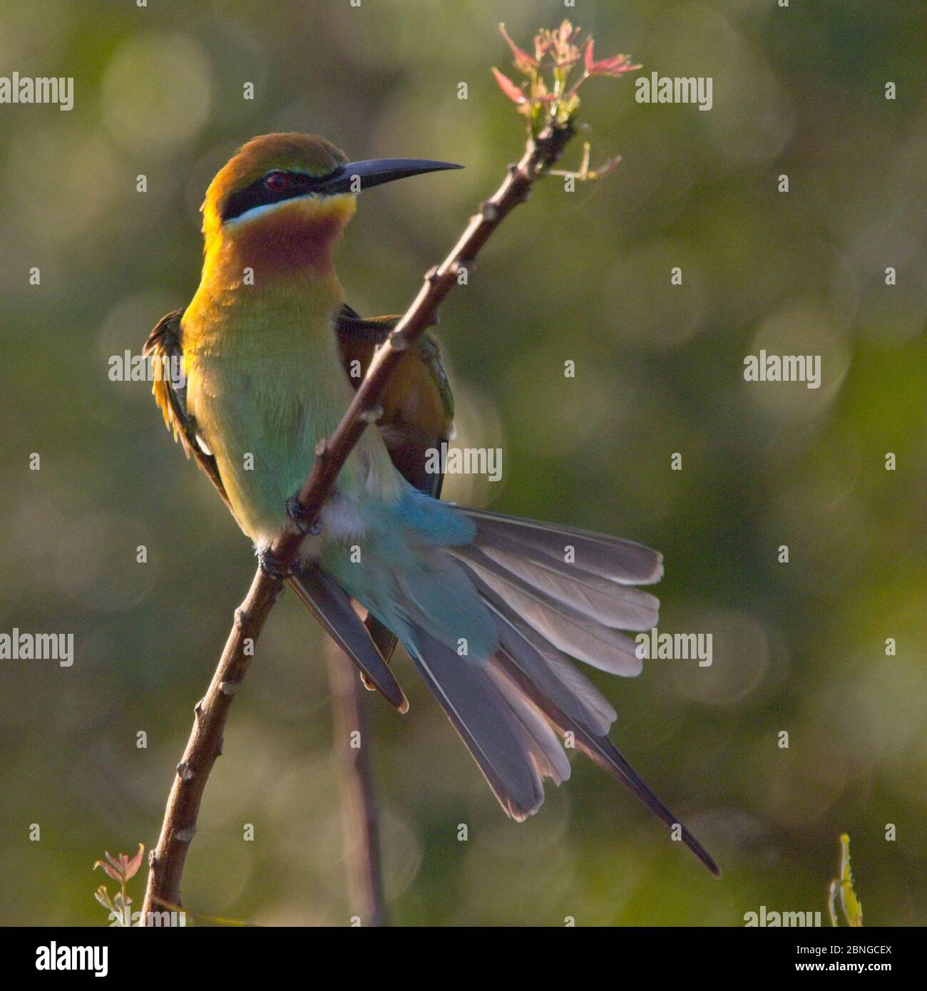 Blue-tailed Bee-eater (Merops philippinus), perched fanning it's tail ...