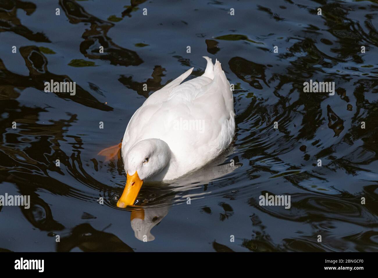 Large white heavy duck also known as america pekin hi-res stock ...