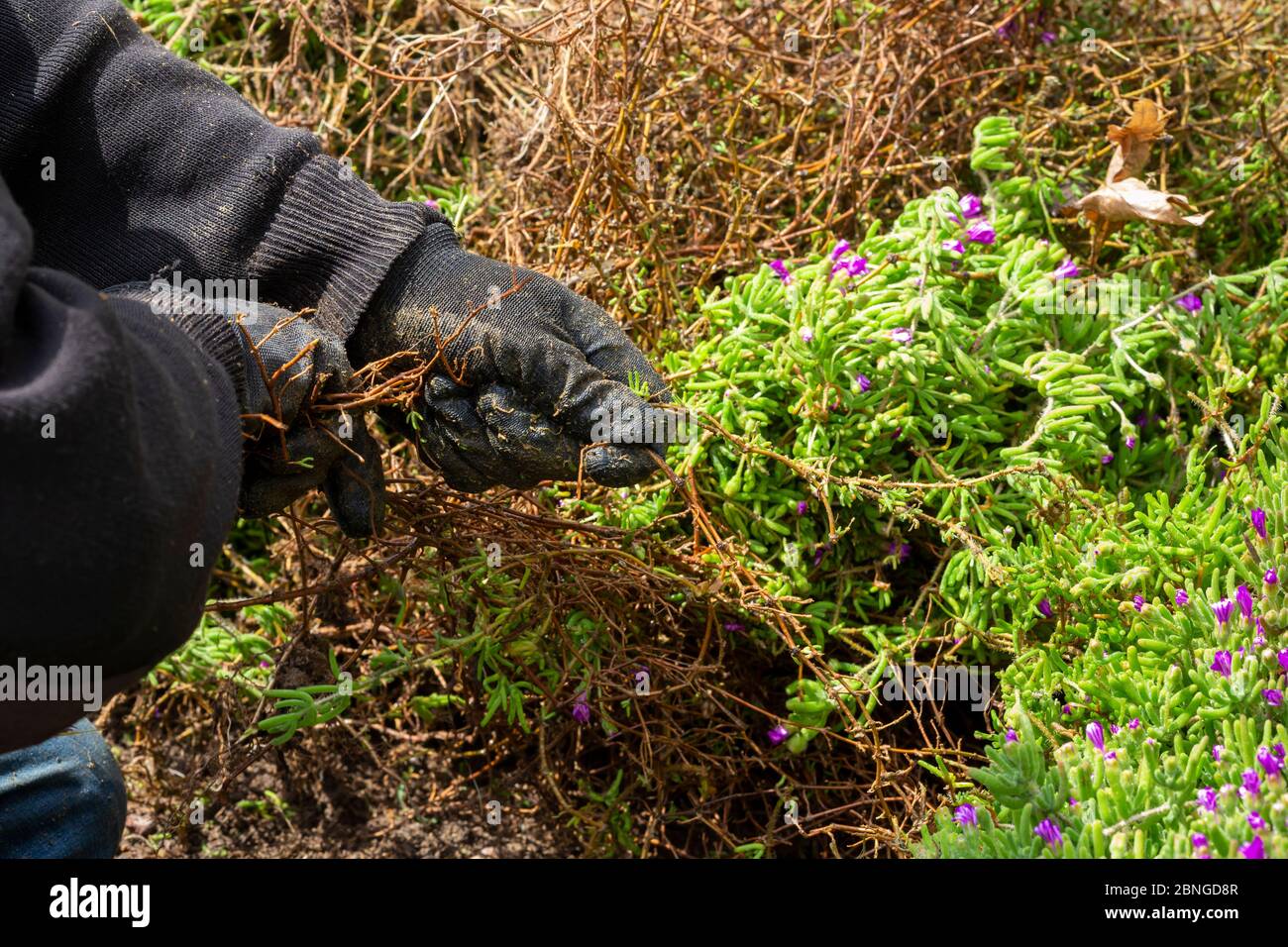 cutting plants with garden Stock Photo - Alamy