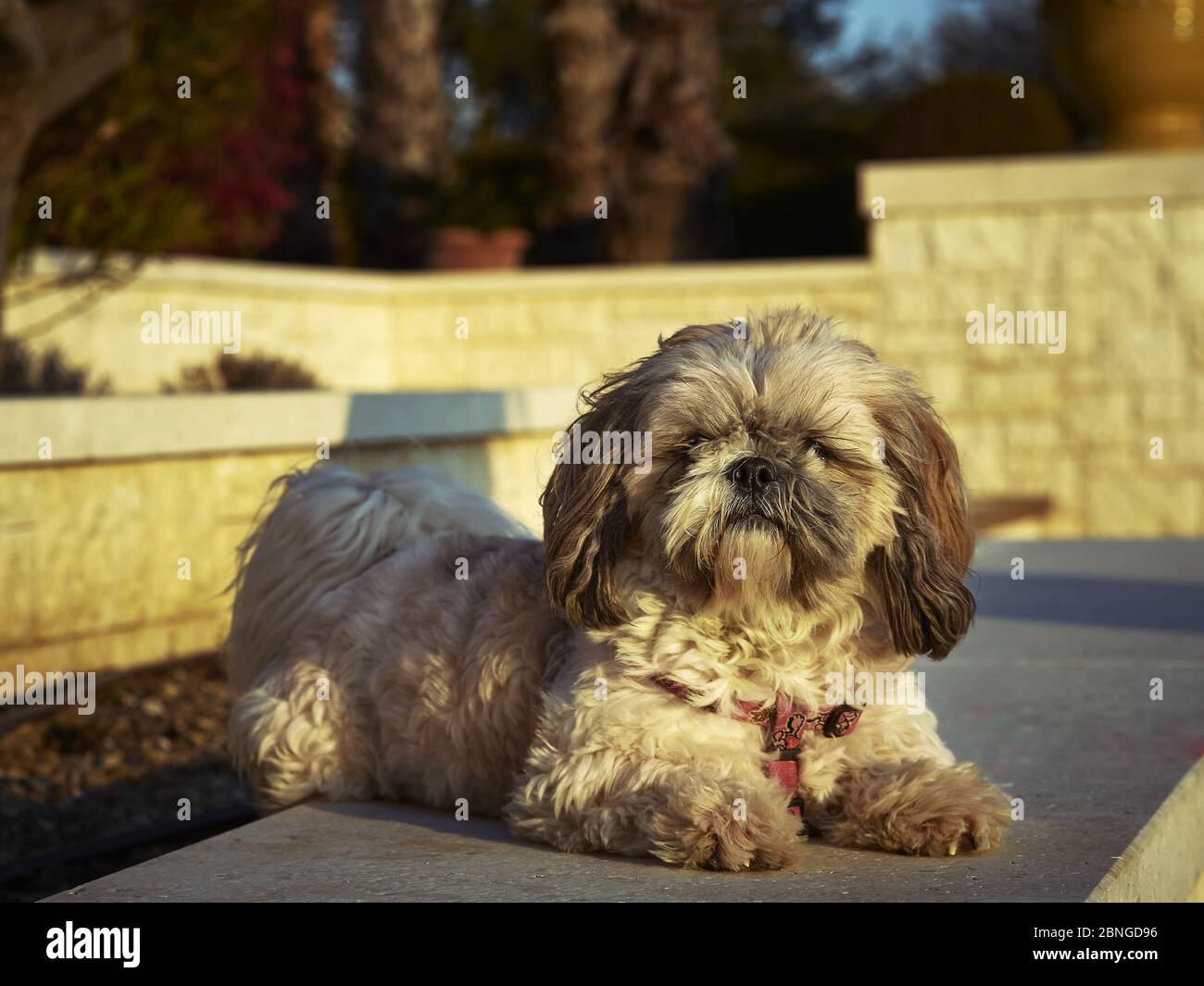 Black and white shih poo puppy hi-res stock photography and images - Alamy
