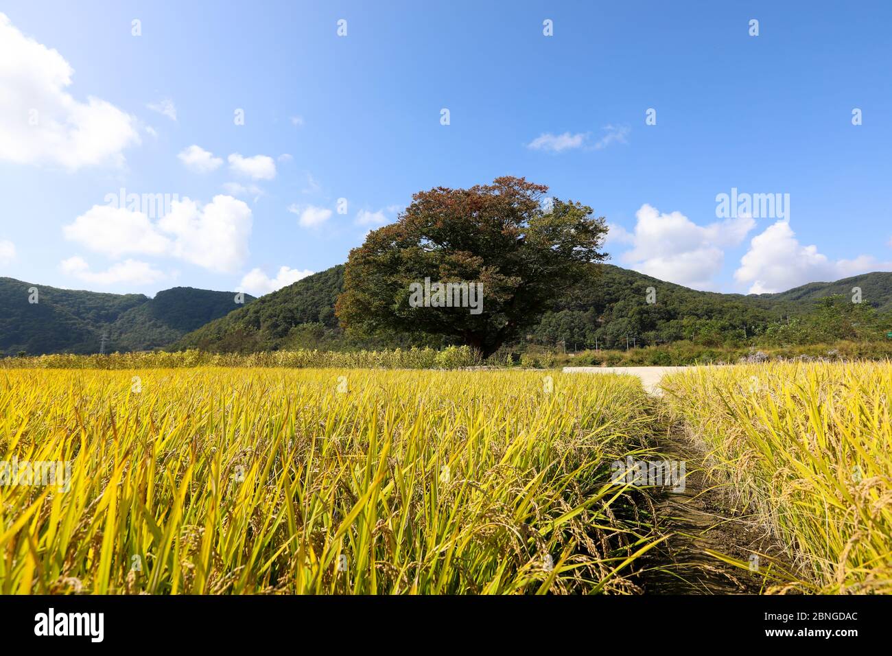 Autumn rice field scenery. Chungcheongbuk-do, South Korea Stock Photo ...