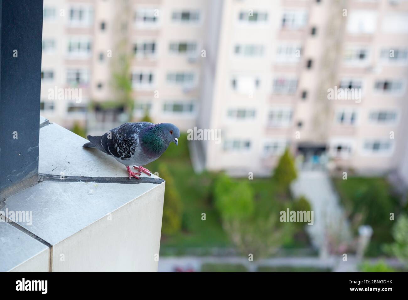 pigeon bird standing Stock Photo - Alamy