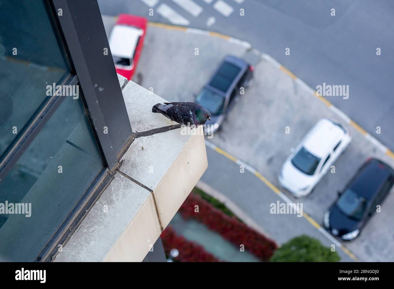 pigeon bird standing Stock Photo - Alamy