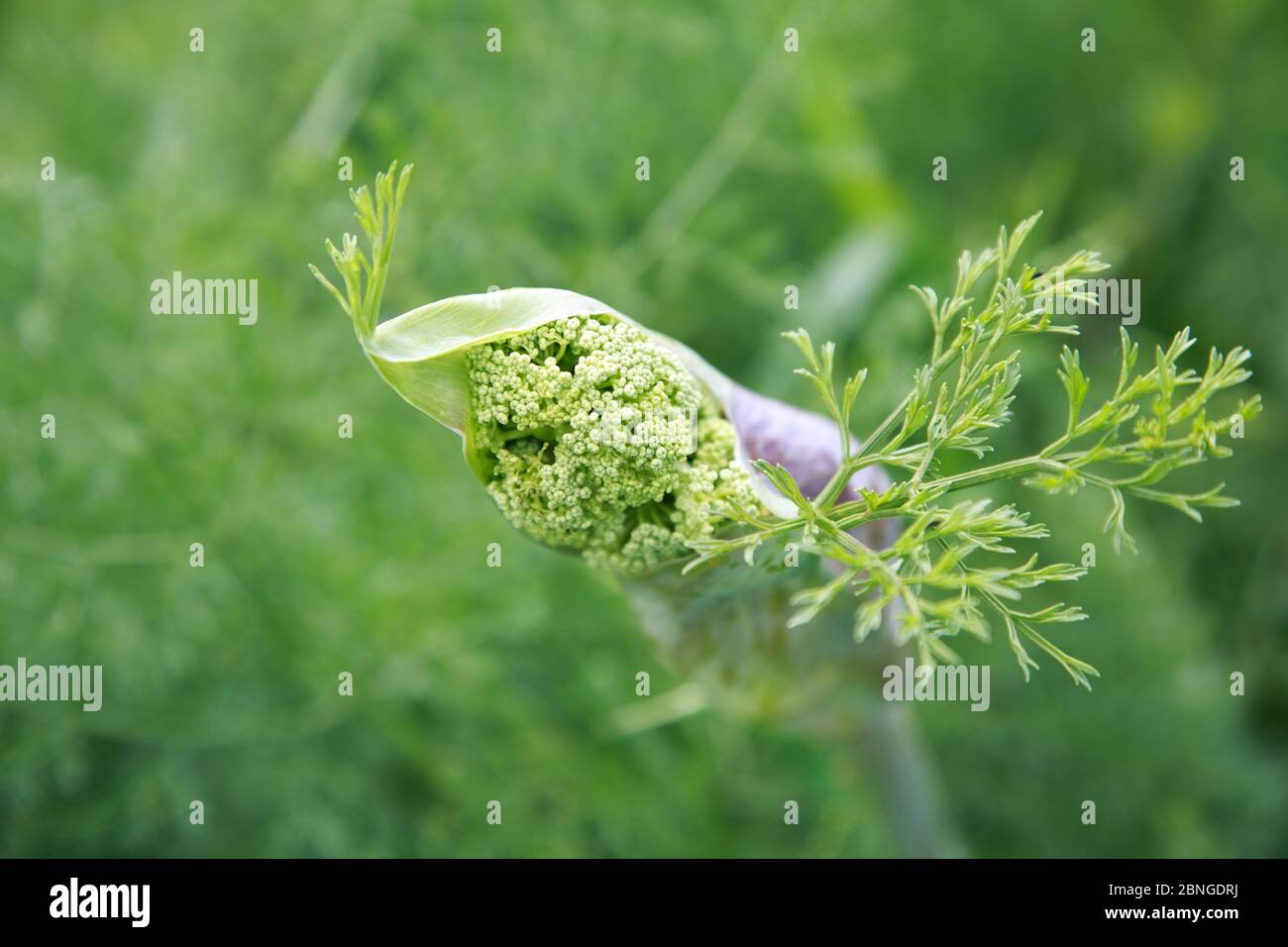 Spring sprout. Juicy green background Stock Photo - Alamy