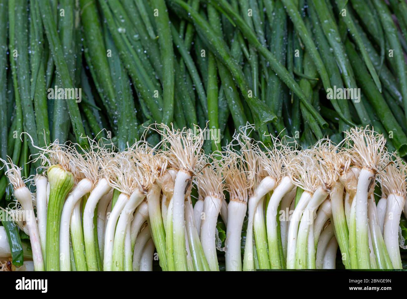 Bunching onions garden hi-res stock photography and images - Alamy