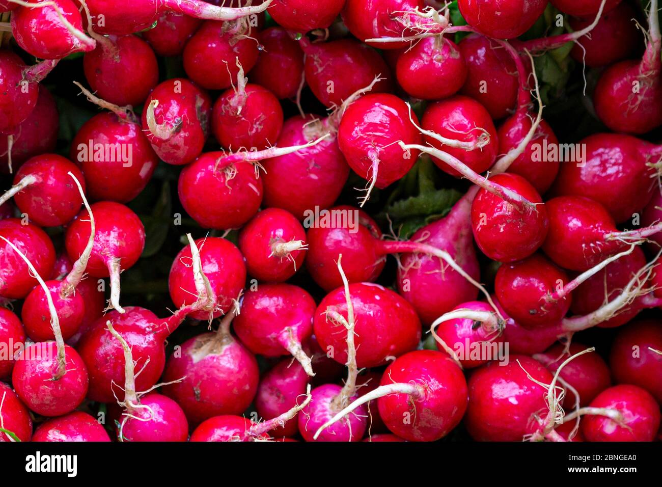 Bunch red radishes in the market Stock Photo - Alamy