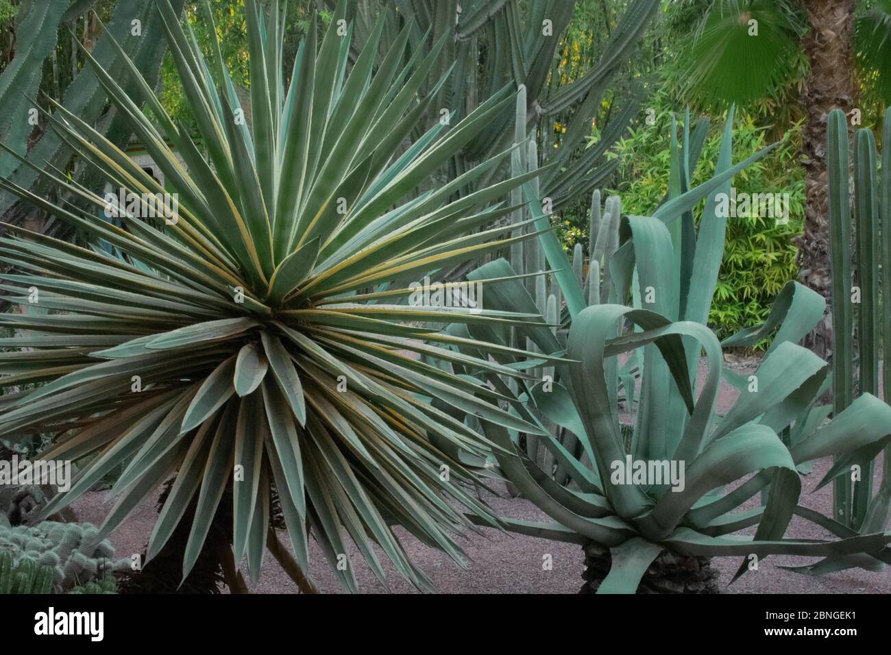 Plants growing next to each other surrounded by trees Stock Photo - Alamy