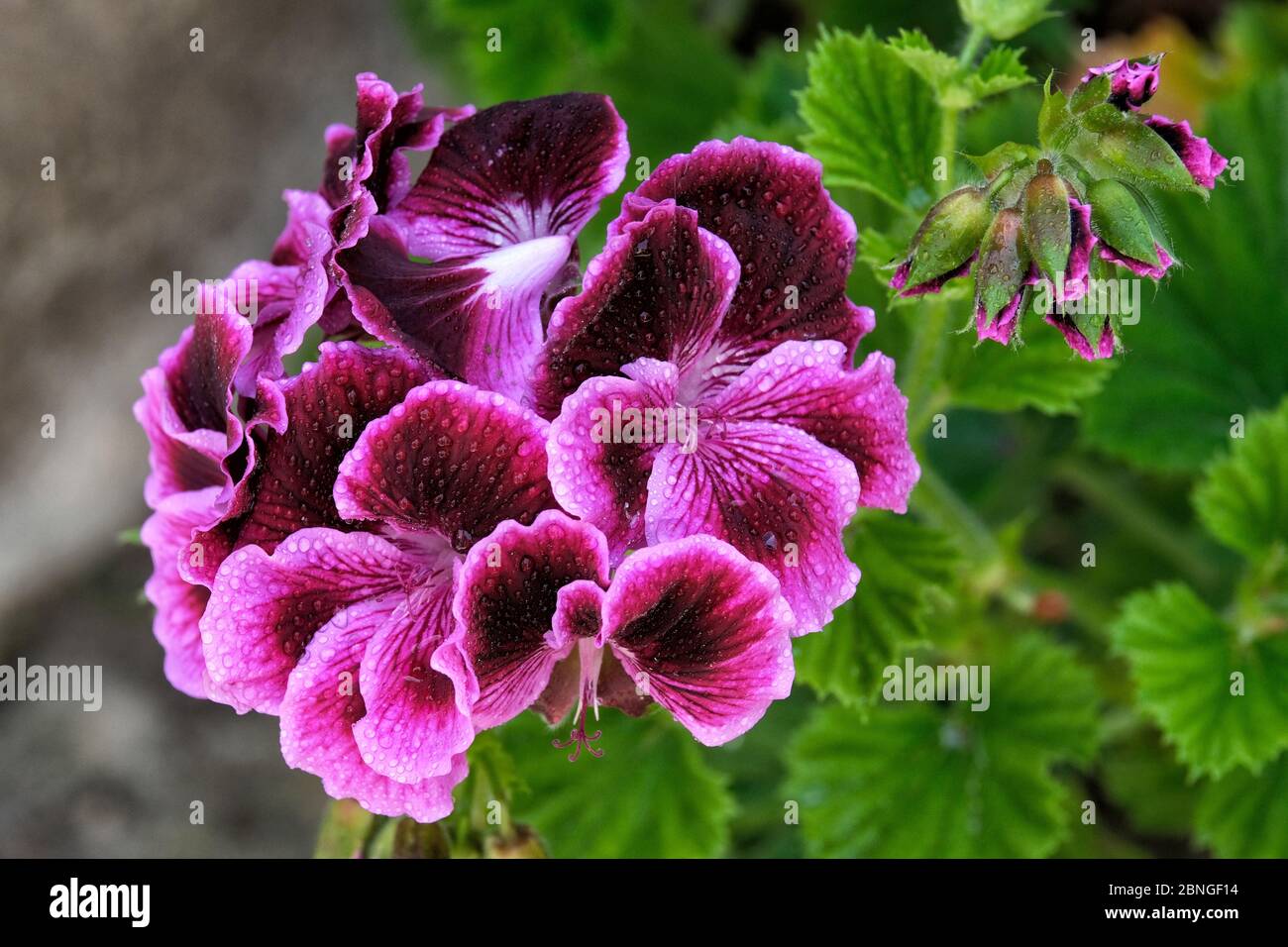 Ornamental foliage pelargoniums hi-res stock photography and images - Alamy