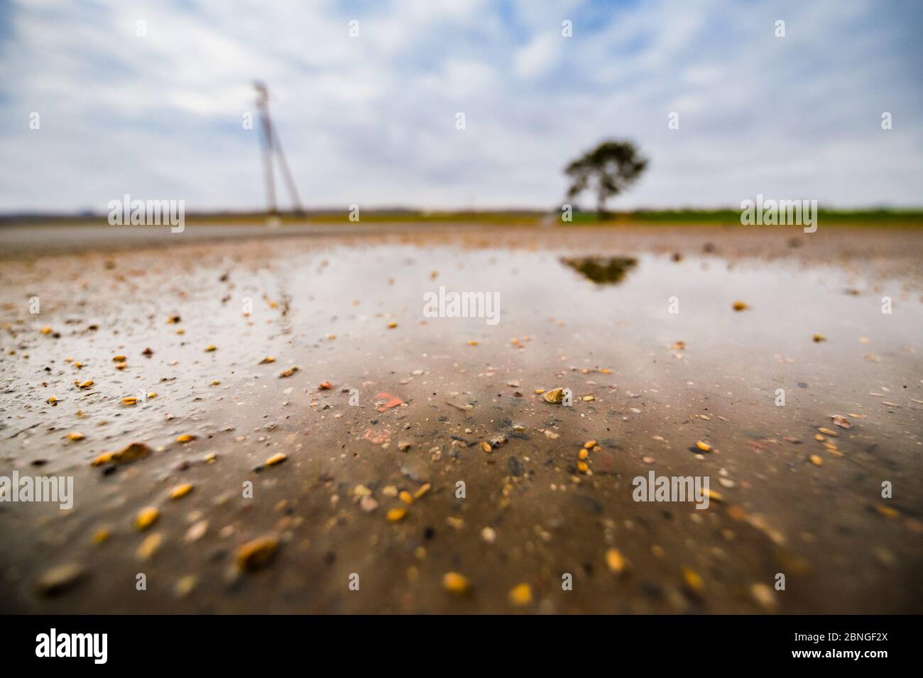 highway landscape with tree and road Stock Photo - Alamy