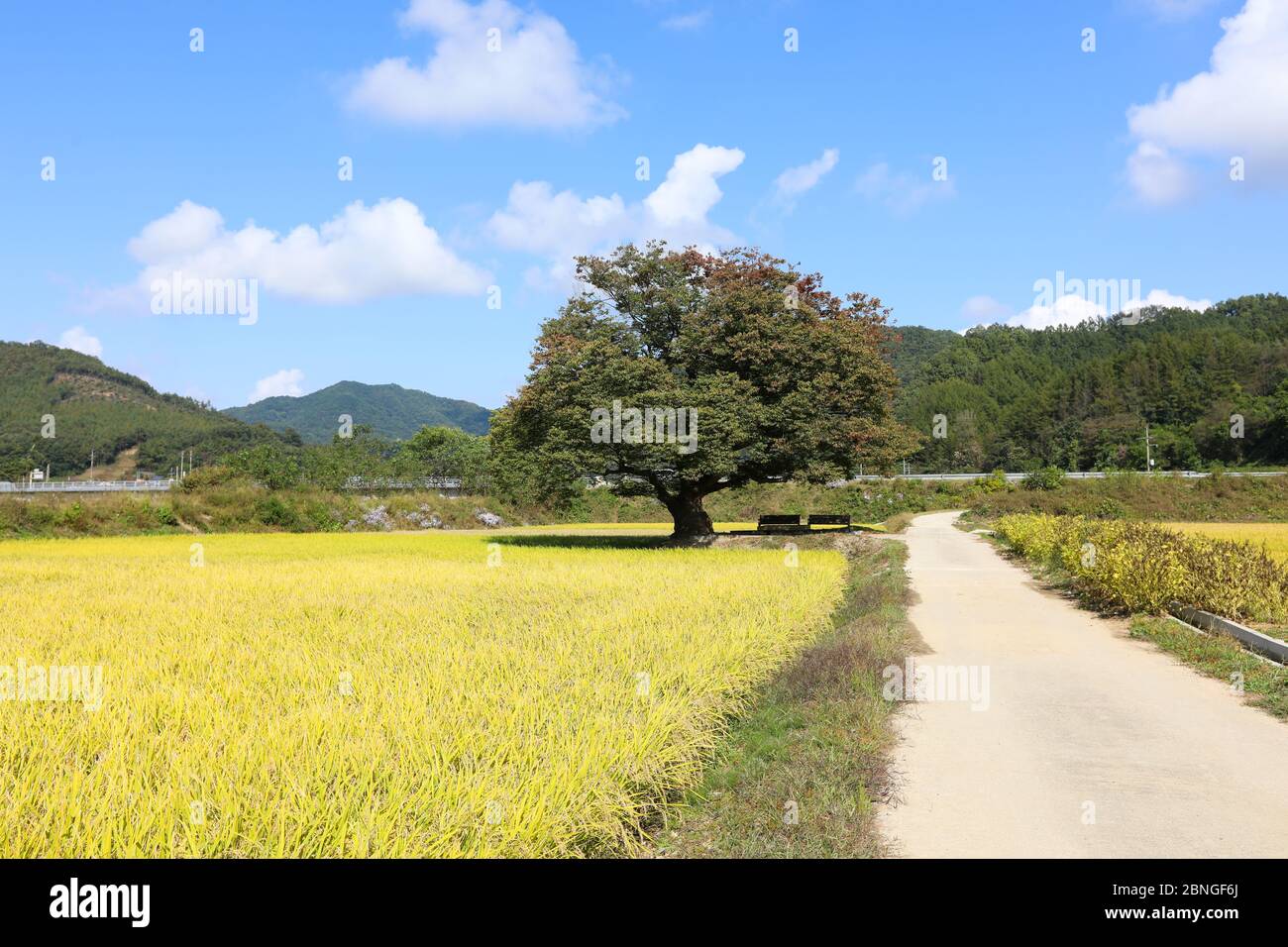 South korean rice farm hi-res stock photography and images - Alamy