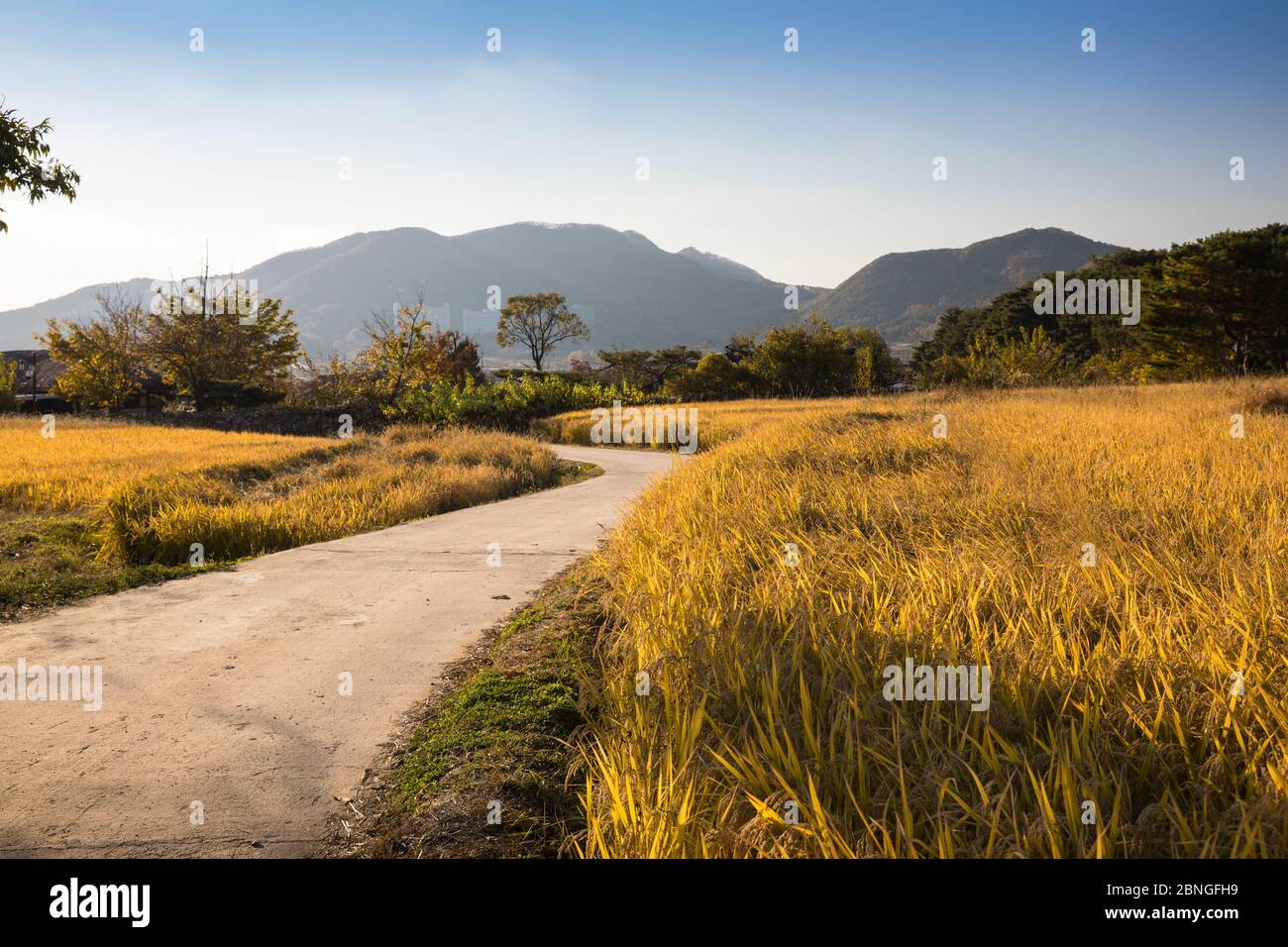 Beautiful autumn rice field and road Stock Photo - Alamy