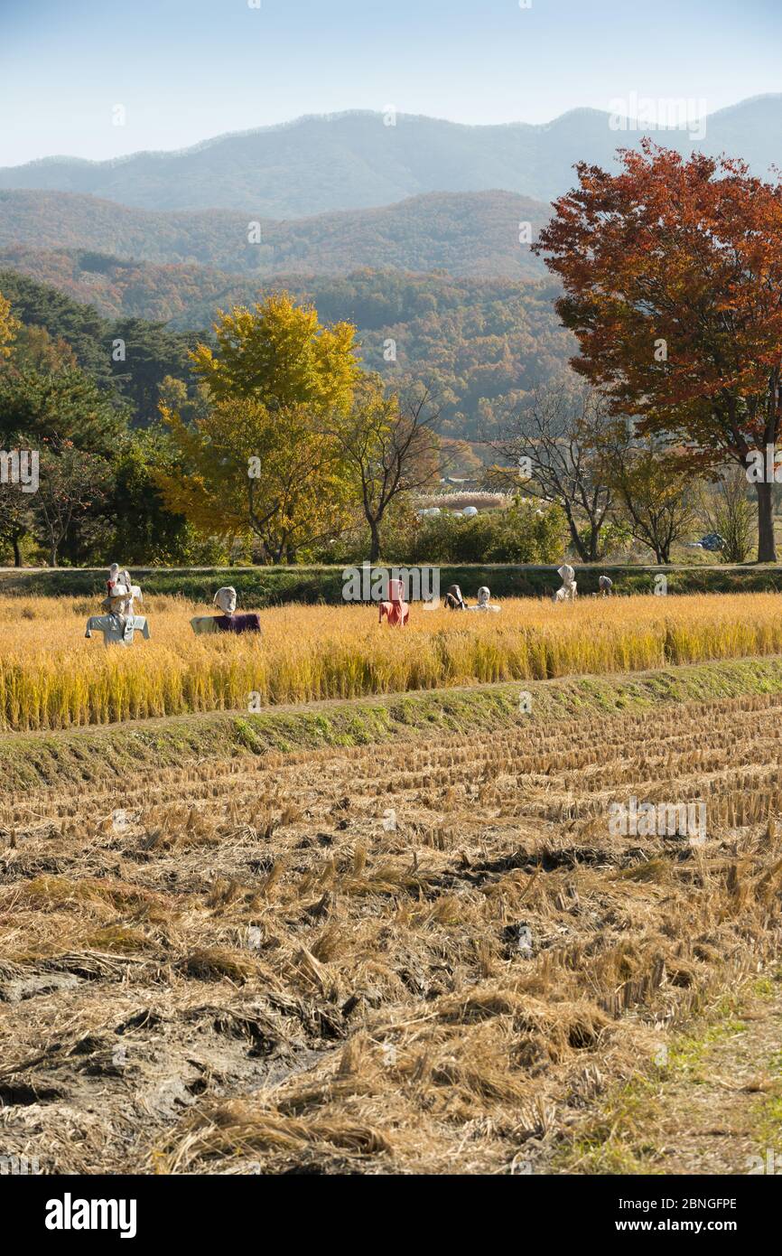Beautiful autumn rice field and scarecrows Stock Photo - Alamy
