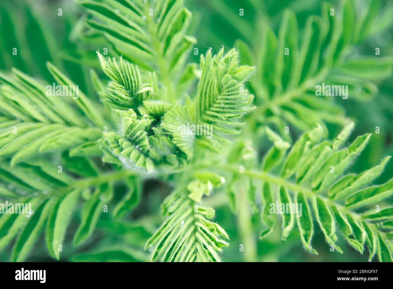 Lush green grass. Spring background. Drops of dew on the leaves. Copy ...