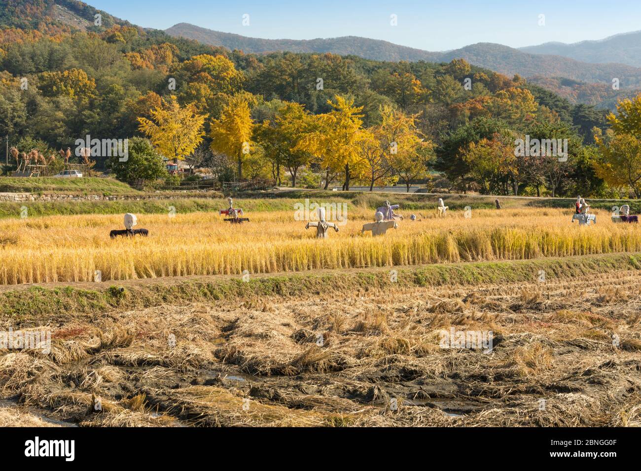 Beautiful autumn rice field and scarecrows Stock Photo - Alamy