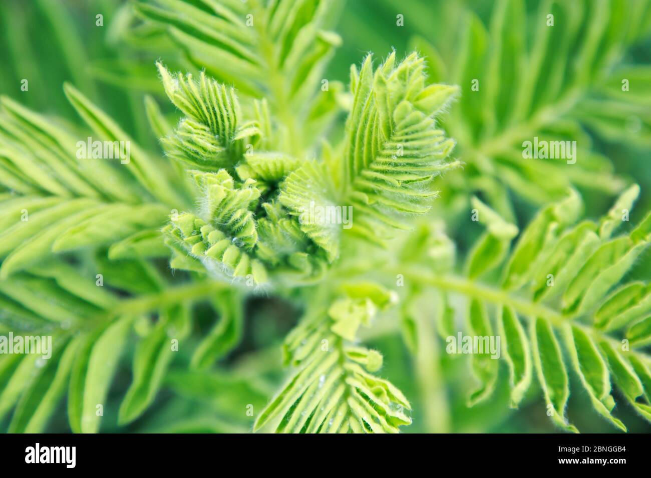 Astragalus close-up. Also called milk vetch, goat's-thorn or vine-like ...