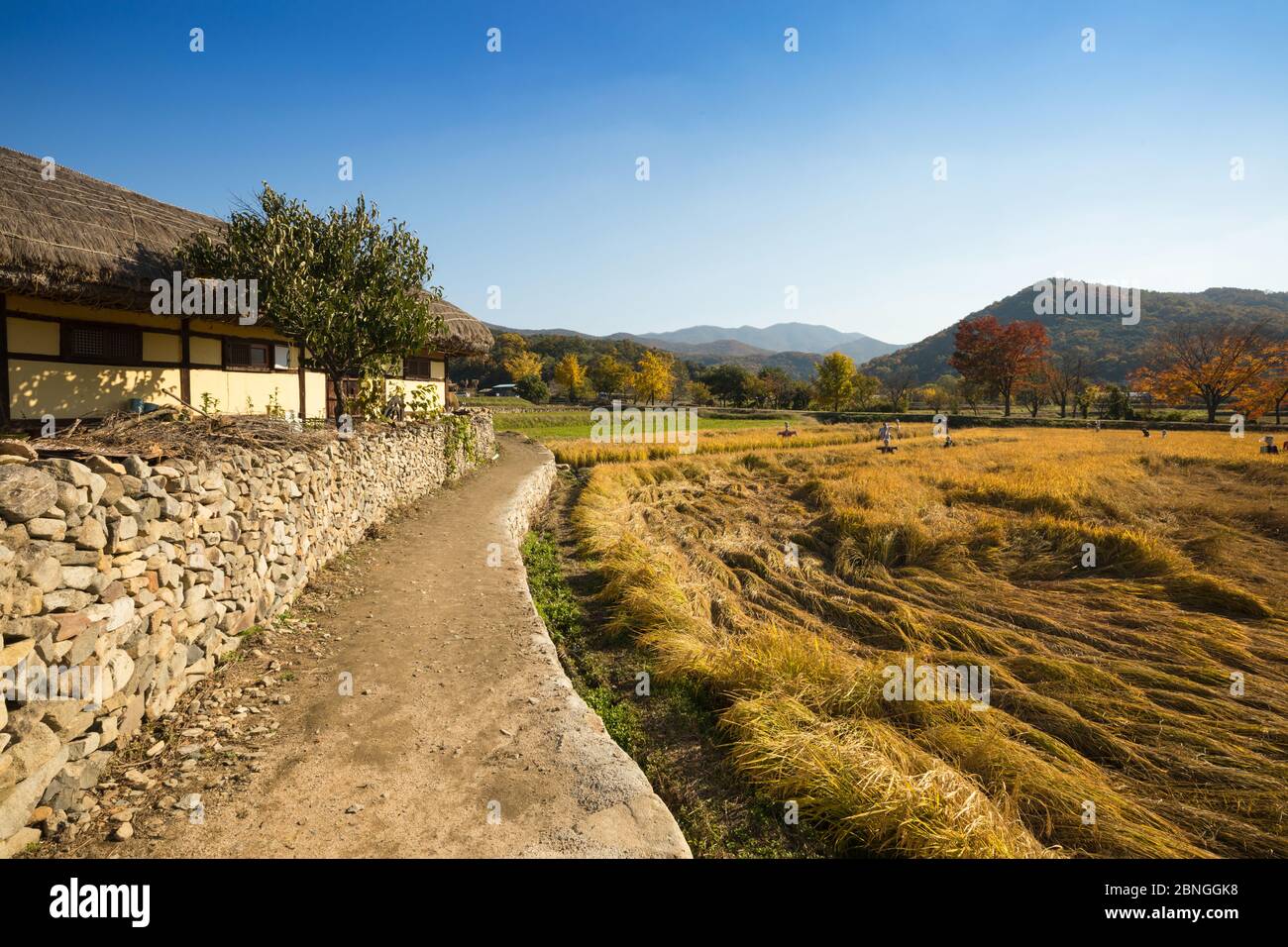 Beautiful autumn rice field and traditional thatched house. Traditional ...