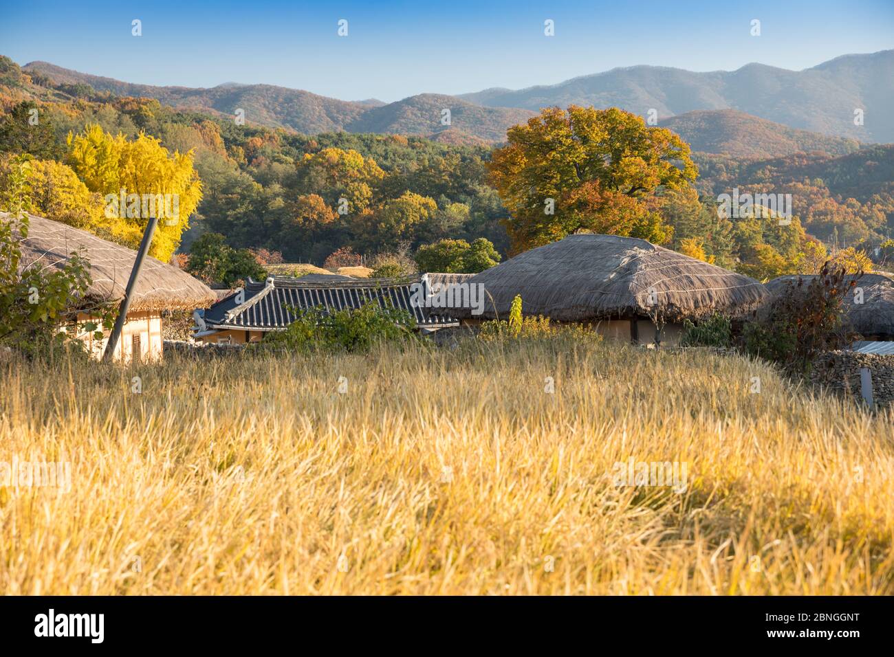 Beautiful autumn rice field and traditional thatched house. Traditional ...