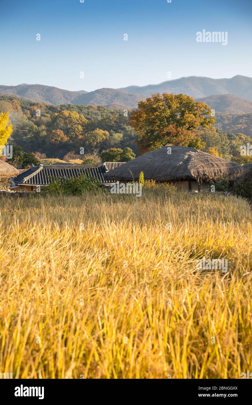 Beautiful autumn rice field and traditional thatched house. Traditional ...