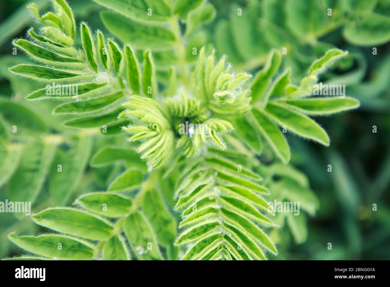 Astragalus close-up. Also called milk vetch, goat's-thorn or vine-like ...